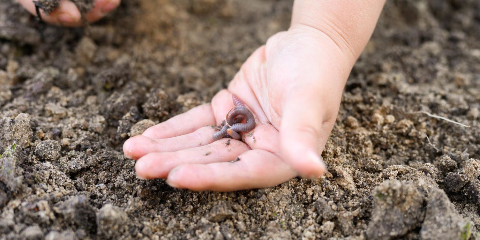 L’humus : source de vie dans le sol - AGRILOR