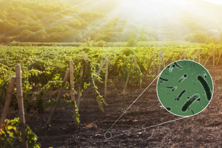 A quoi servent les micro-organismes du sol ? - AGRILOR