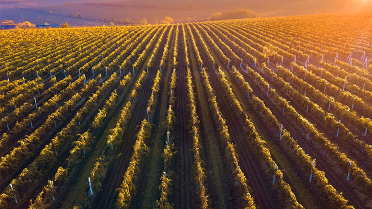 Quel est le coût de plantation d’une vigne ? - Agrilor